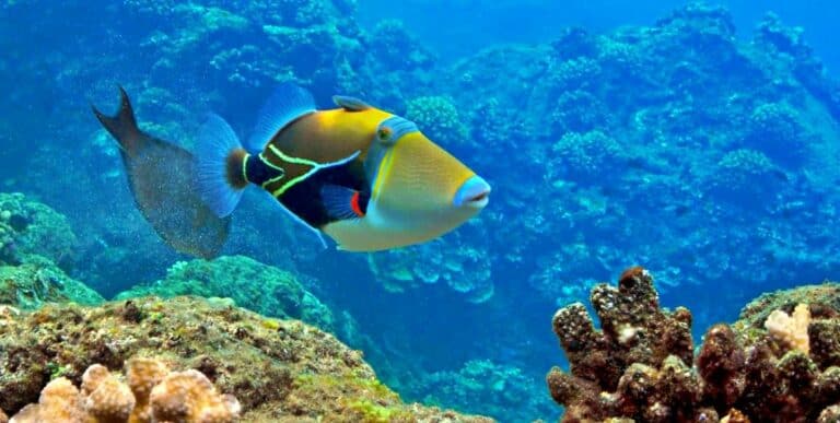 Hawaiian Fish: Snorkeling Guide To The Best Reef Fish