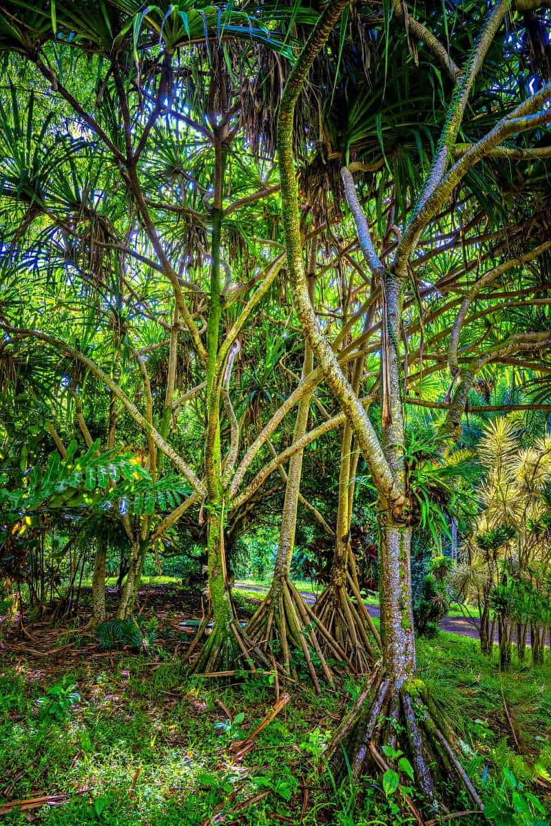 Ho'opi'i Falls, Kauai: Complete 2026 Visitor Guide