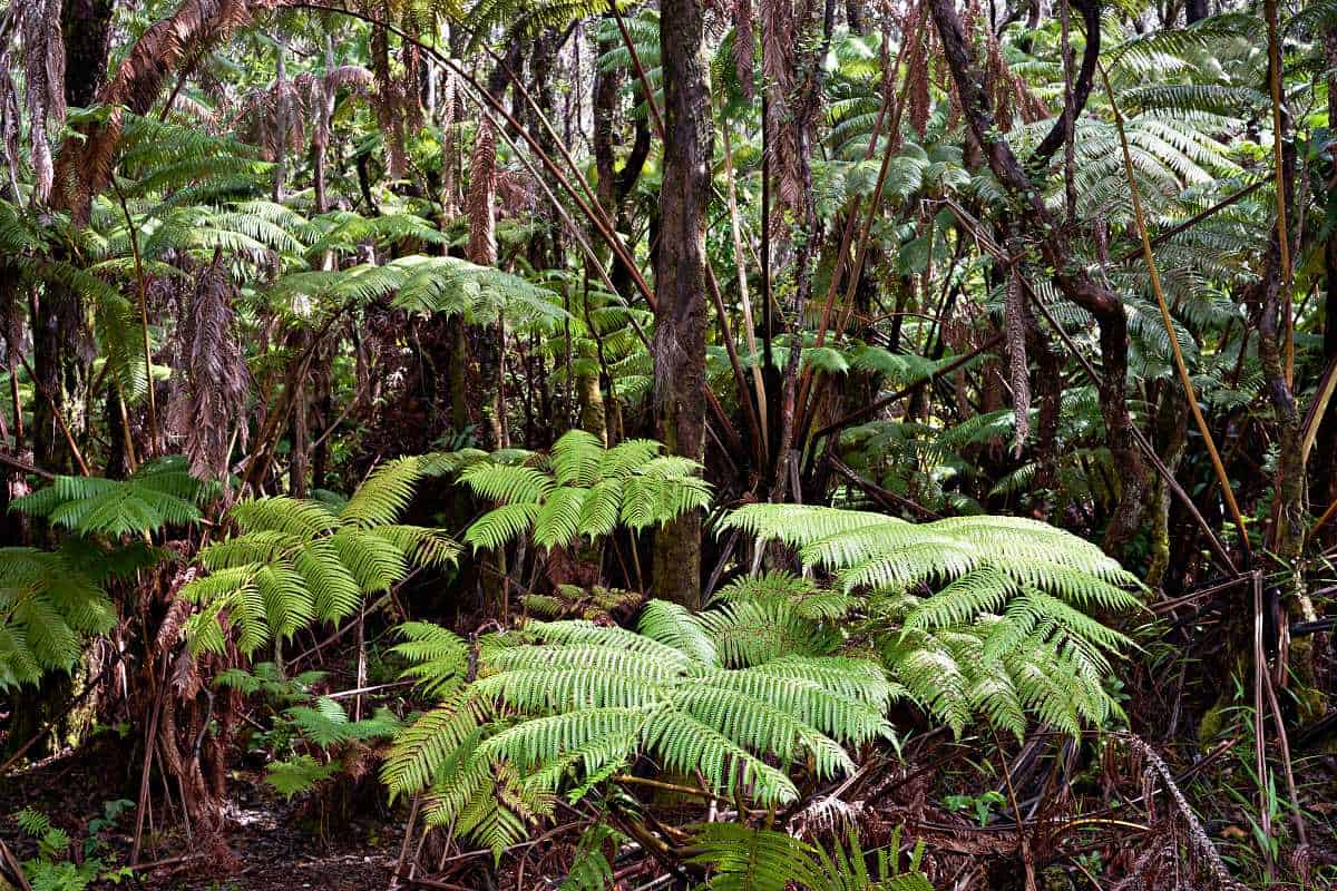 27 Hawaiian Plants, Trees, Flowers To Spot On Hikes (Native Or Common)
