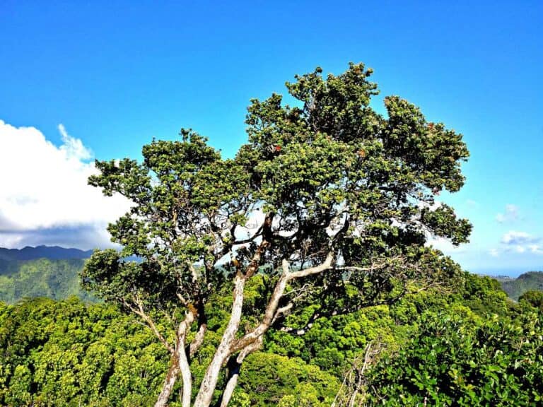 Ho'opi'i Falls, Kauai: Complete 2025 Visitor Guide