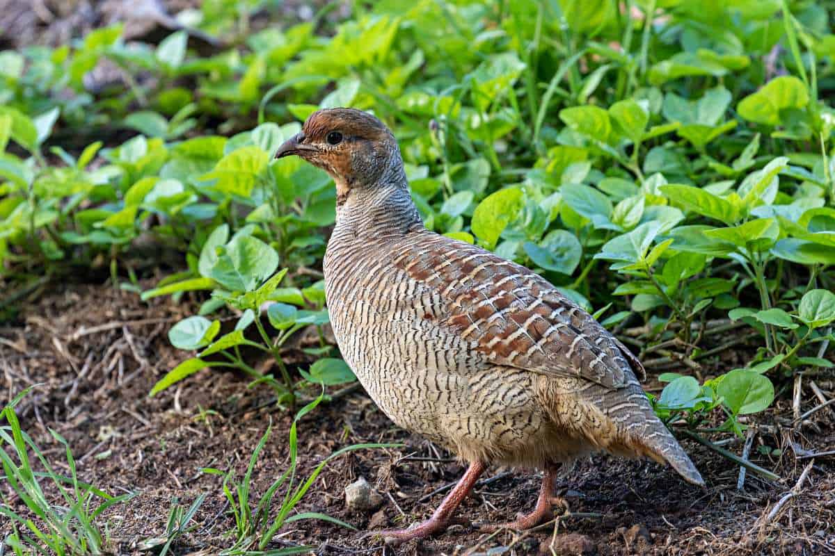 47 Hawaiian Birds Of Kauai, Maui, Oahu & Big Island To Spot On Hikes