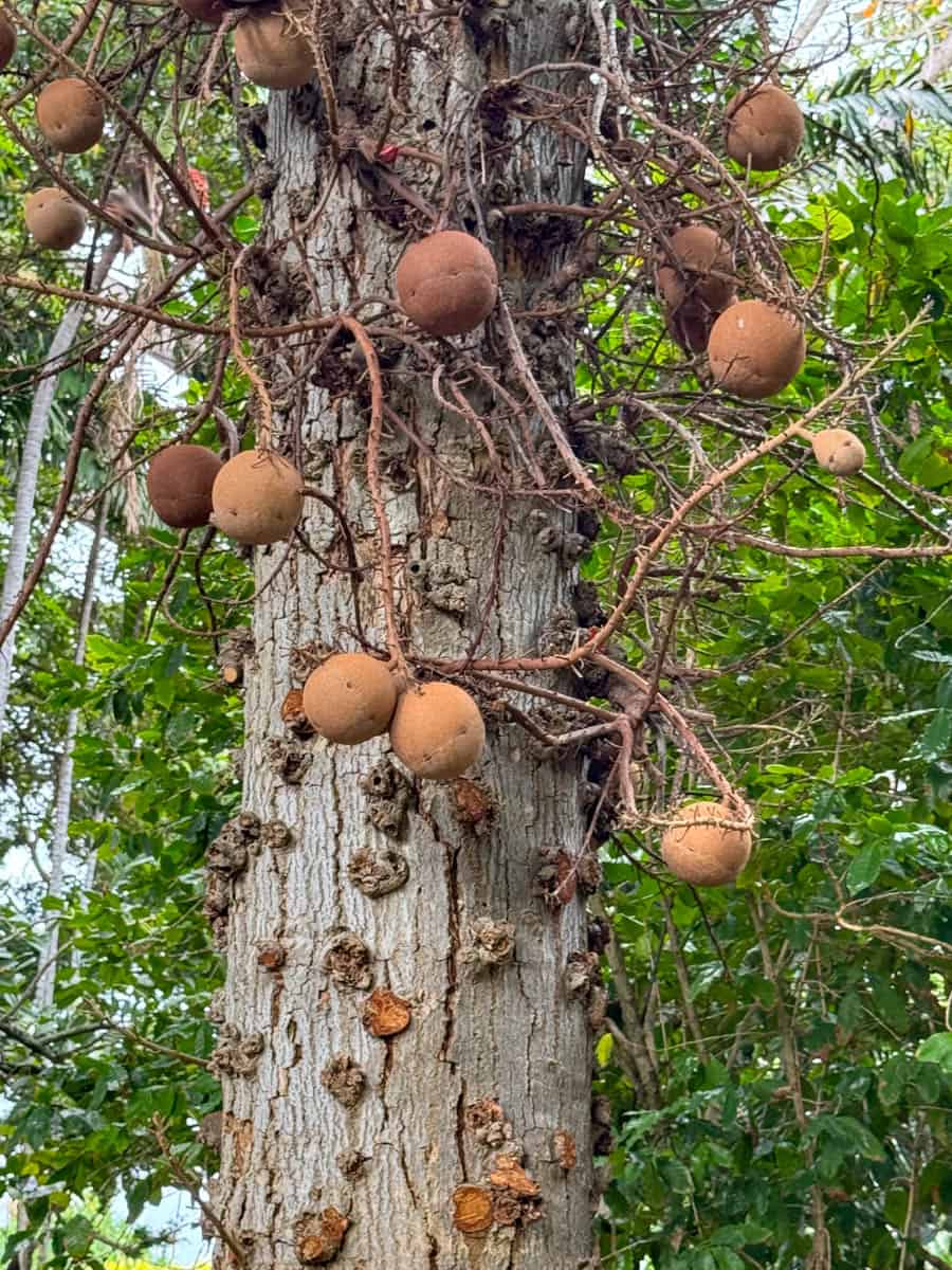 5 Must-Visit Oahu Botanical Gardens (Ultimate 2026 Guide!)