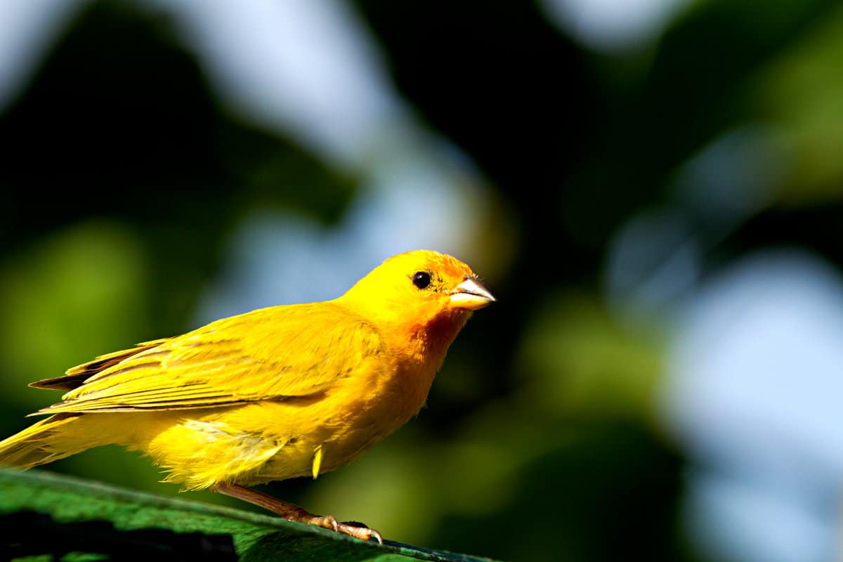 13 Pretty Birds Of Oahu To Spot On Your Vacation